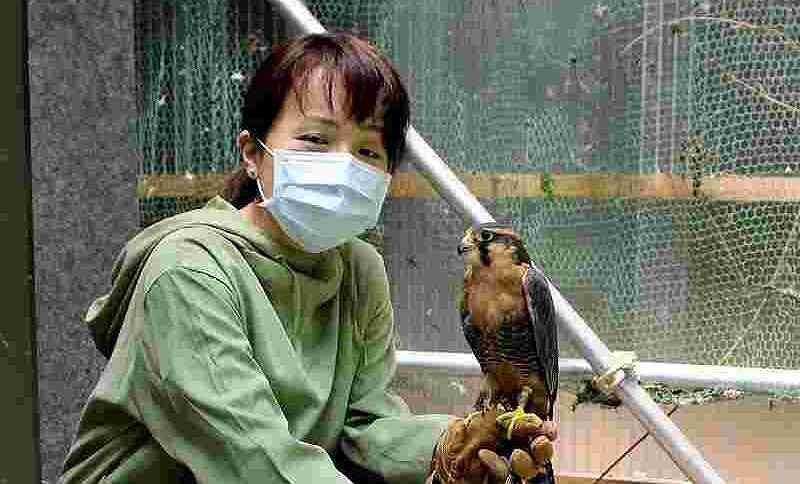 Japanese falconry group launches crowdfunding campaign to preserve ...