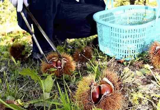 Field day: Chestnut harvest reaches peak in Ibaraki Pref. - The Japan News