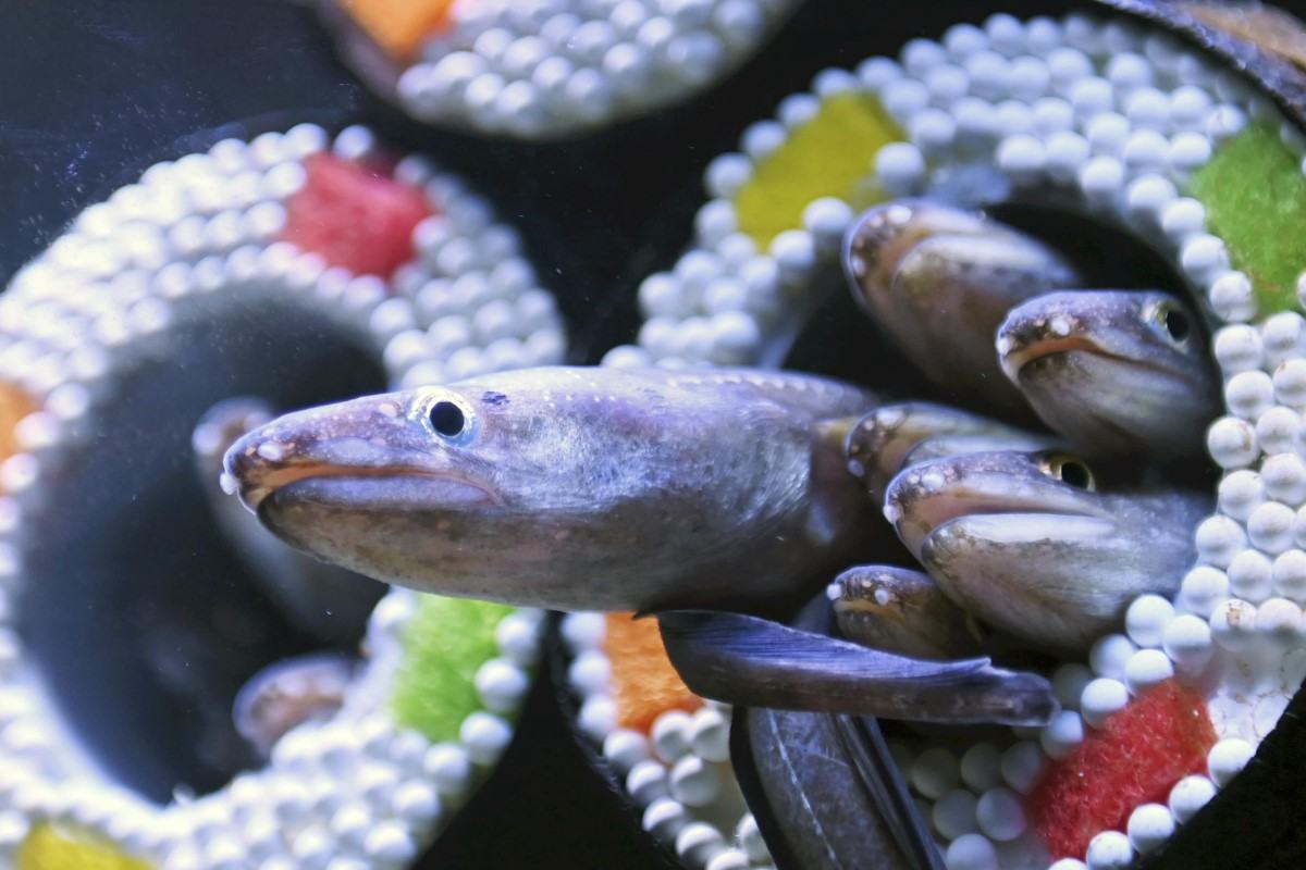 Can Eels Point Way to Lucky Year? - The Japan News