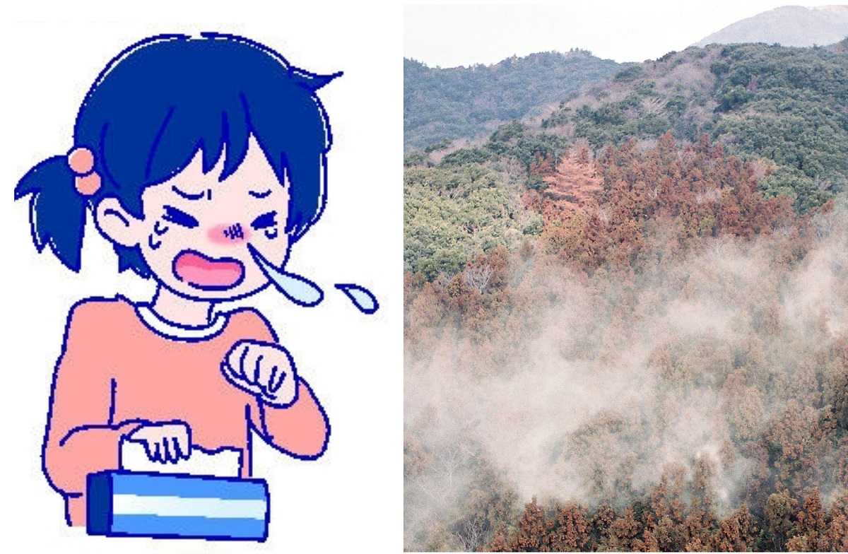 Pollen Season Begins in 21 of Japan’s Prefectures - The Japan News