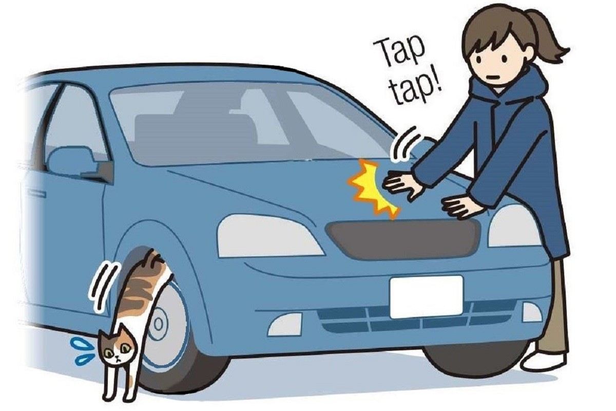 ‘Knock Knock Cats’ Initiative Saves Feline Lives from Car Mishaps - The ...