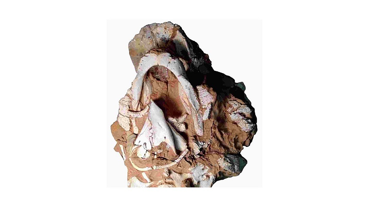 Japanese, American Researchers Identify Dinosaur’s Larynx - The Japan News