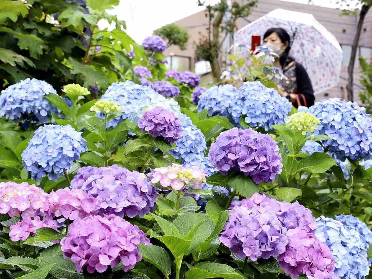 Tokyo Hydrangea Festival Adds Color to Rainy Season - The Japan News