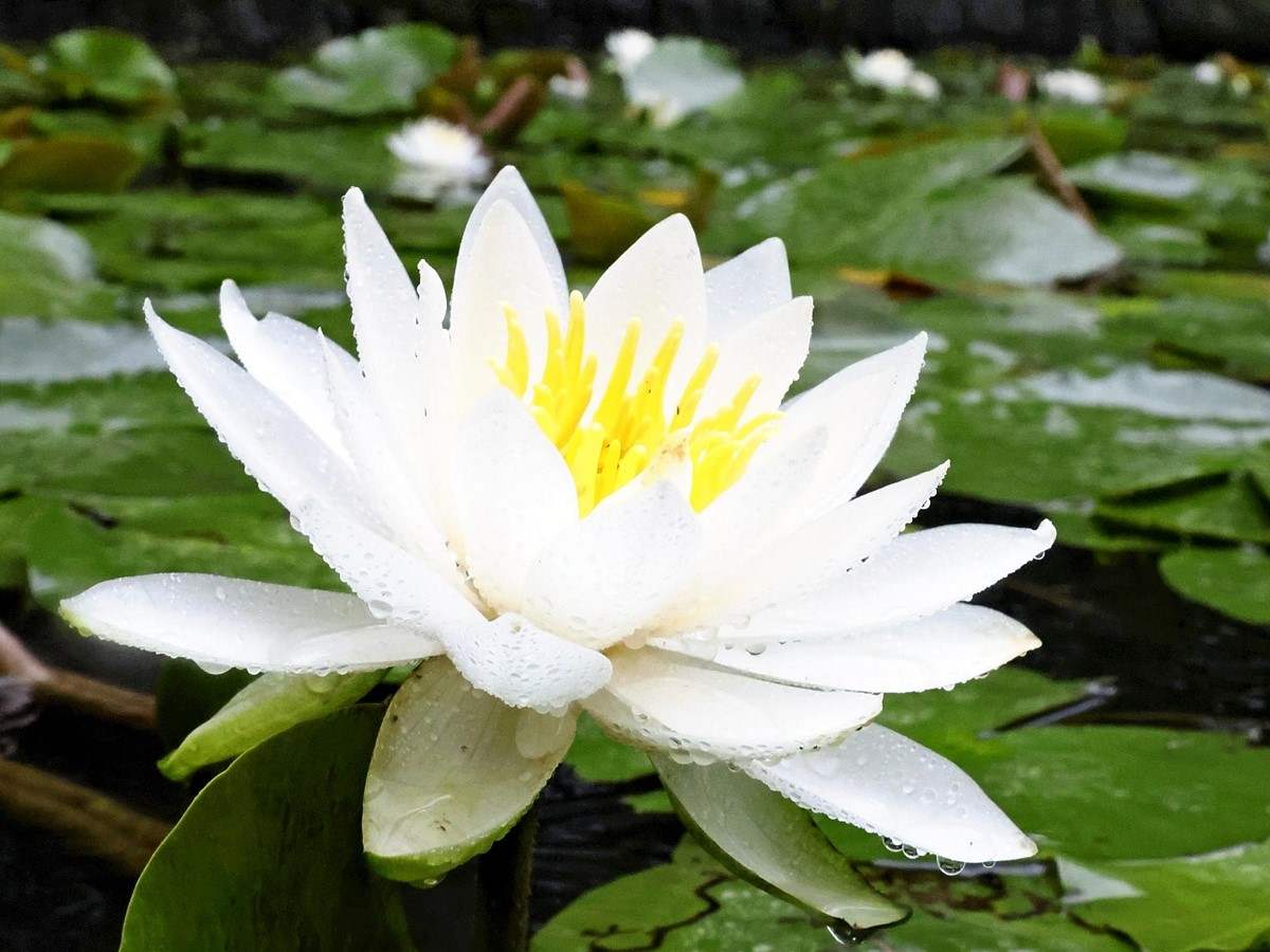 Water Lilies at Tokyo Park Brighten Up Morning - The Japan News
