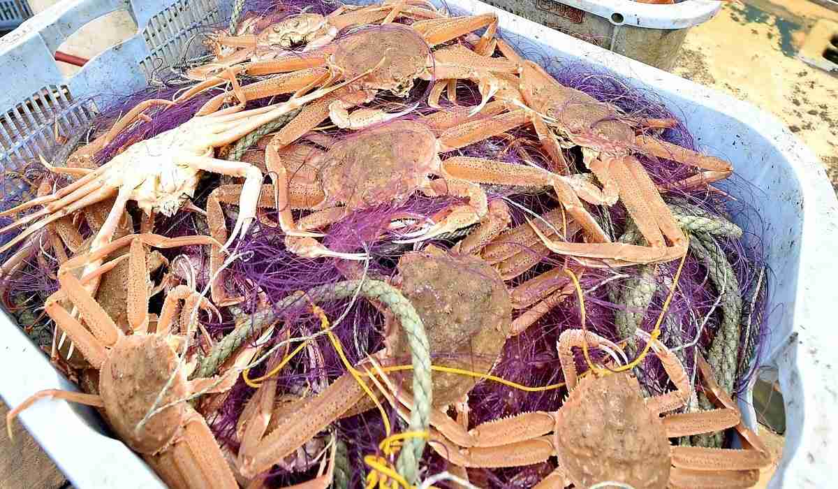 Increase of Tanner Crabs in Hokkaido a Mixed Blessing For Locals - The ...