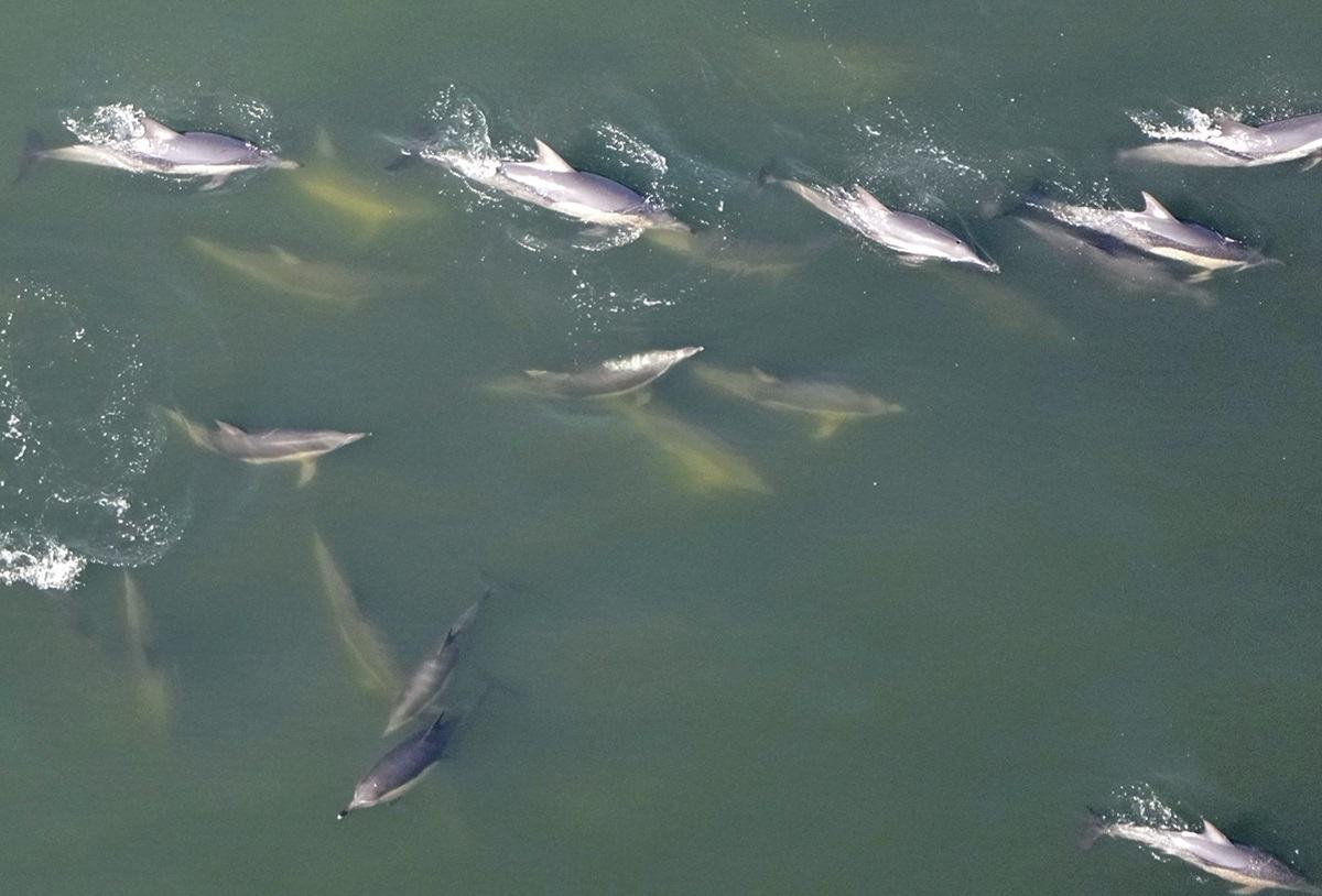 Pod of 30 Dolphins Spotted Swimming Off Coast of Kobe - The Japan News