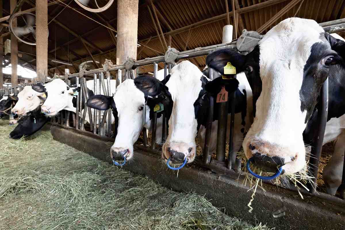 Kajima Mass Produces Algae for Cleaner Cow Burps; 30％ of Japan’s ...