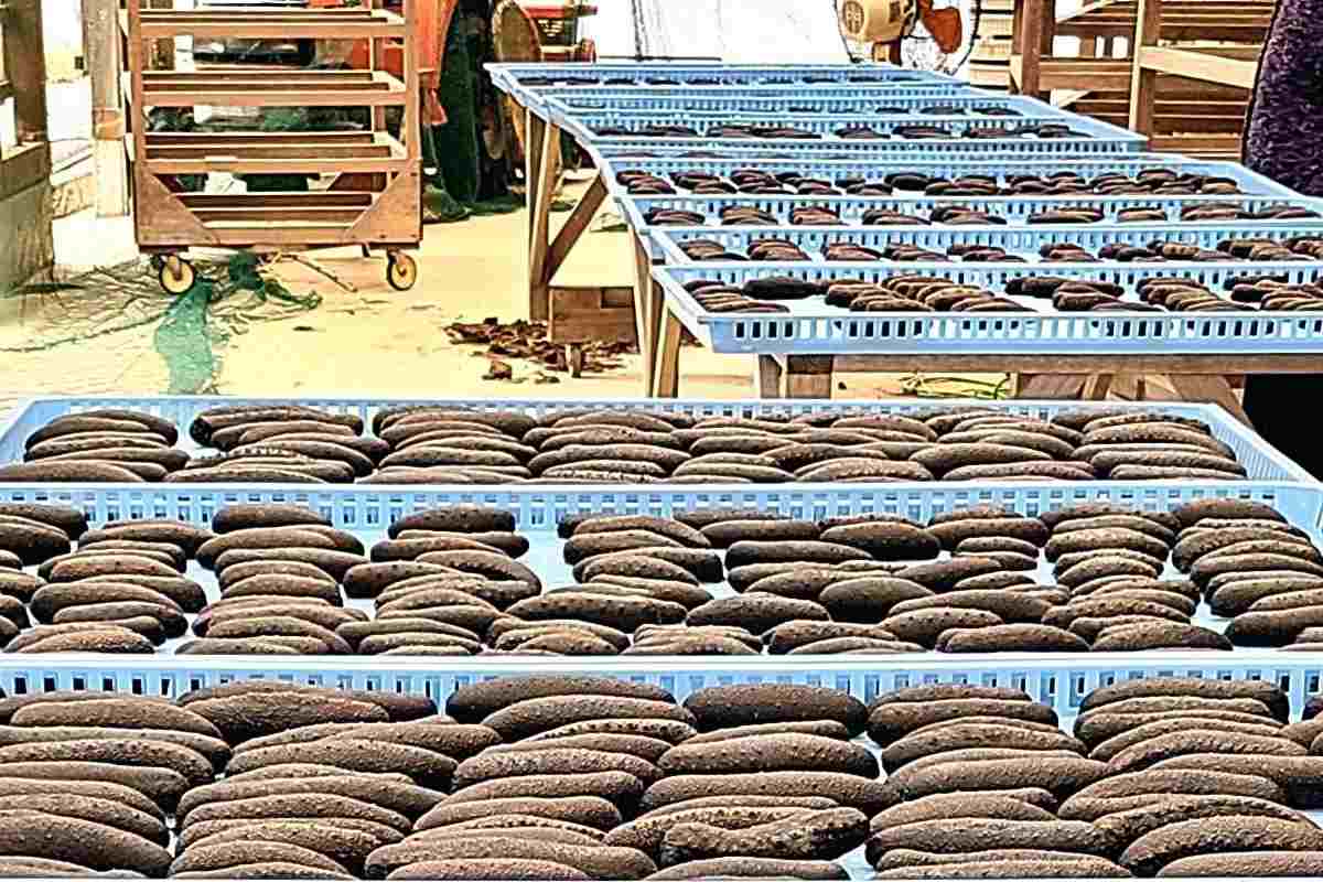 Sea Cucumbers Processed in Remote Shimane Pref. Town to Become ...