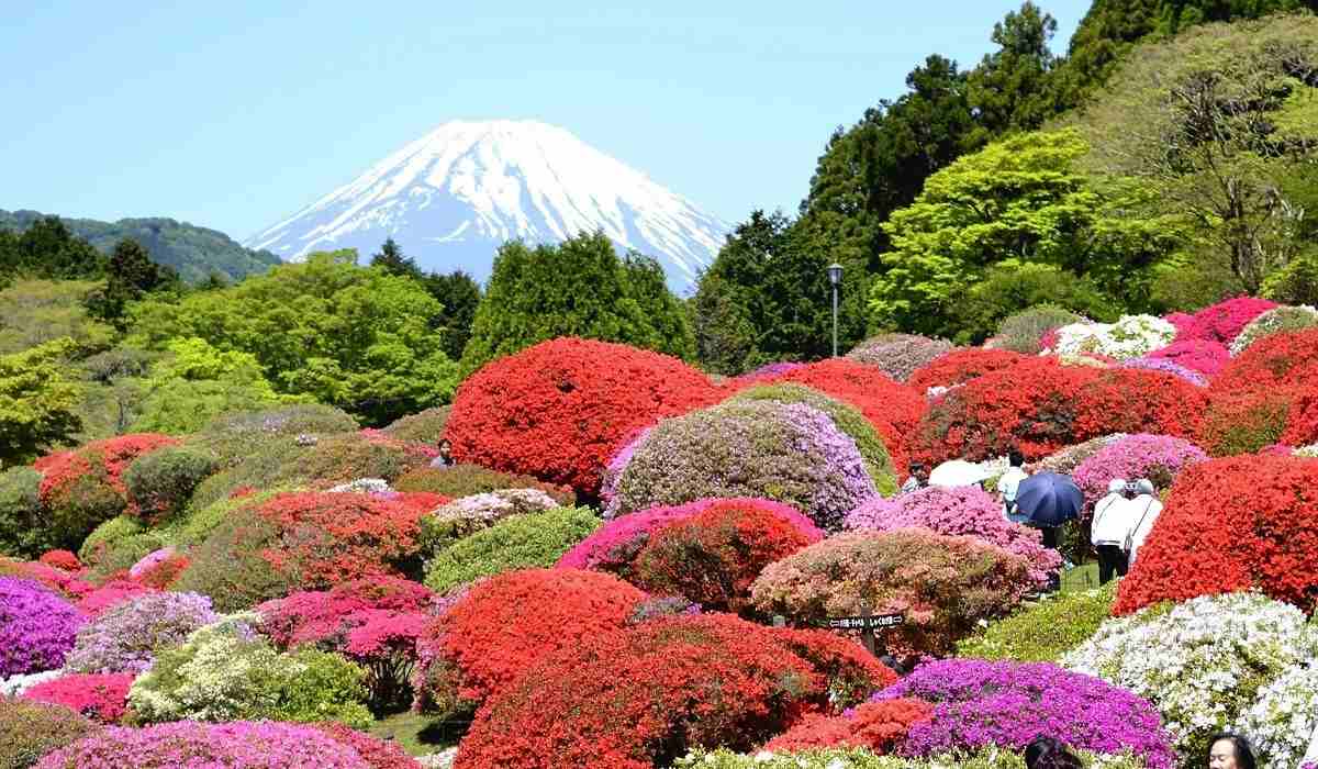 Azaleas in Full Bloom at Hakone Gardens; View of Mt. Fuji to Accompany ...