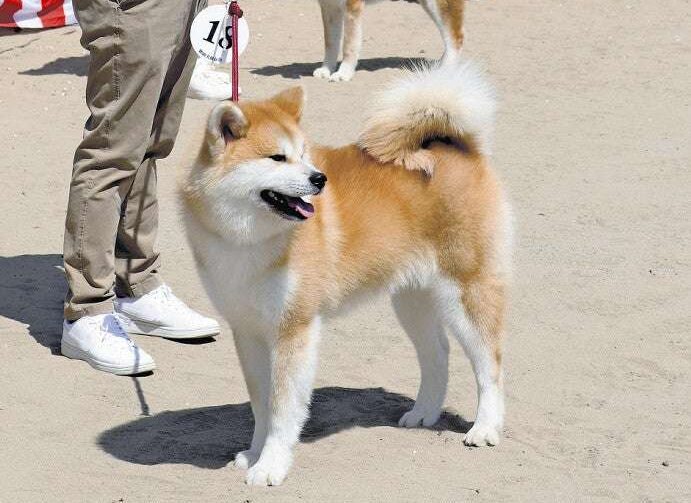 Akita Dog Exhibition Showcases Best of the Large Breed in Odate of ...