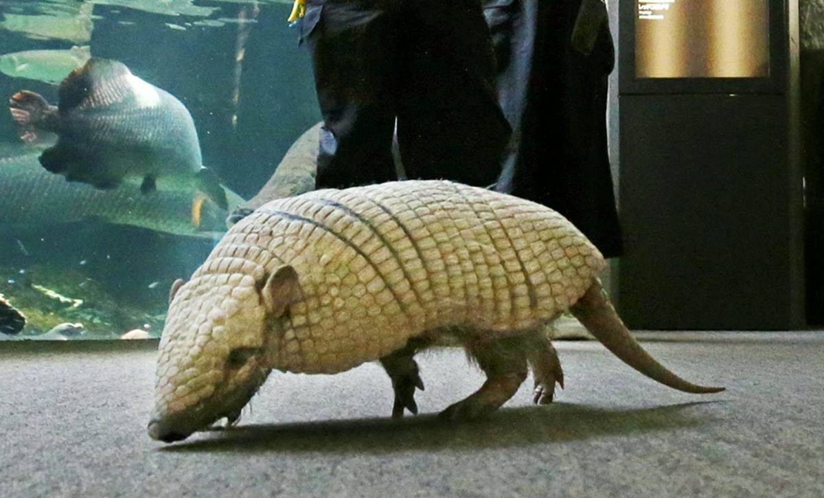 Oita: Pair of Armadillos Stroll Around Aquarium to Keep Weight - The ...