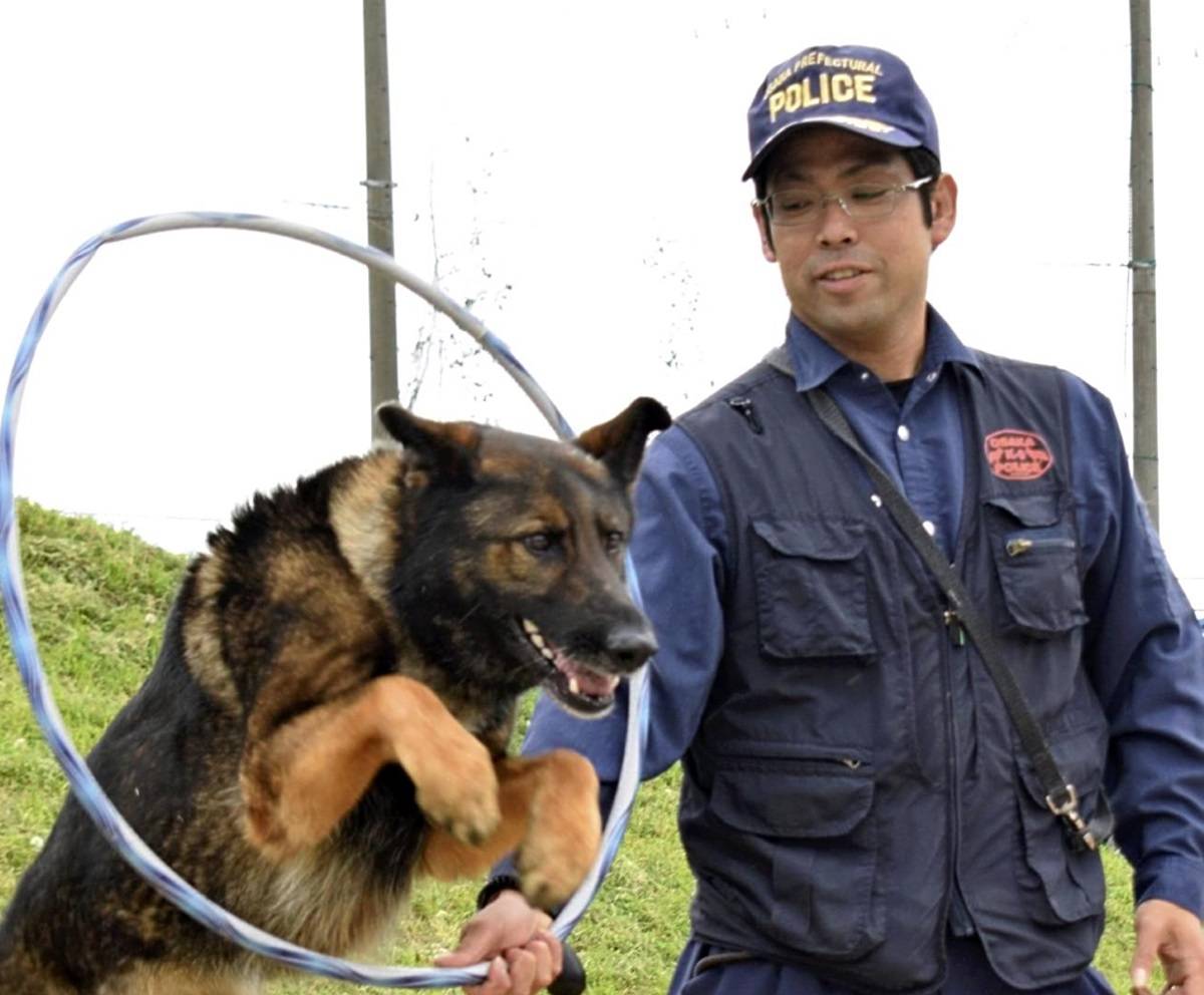 Osaka: Police Dog in Perfect Sync with Police Officer via Dolphin Show ...
