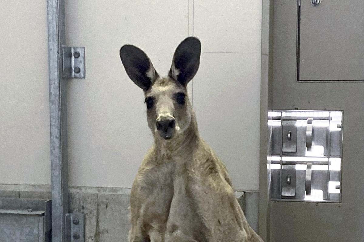‘Buff’ Kangaroo Moves to Ishikawa Zoo from Kochi; Breeding, Exhibition ...