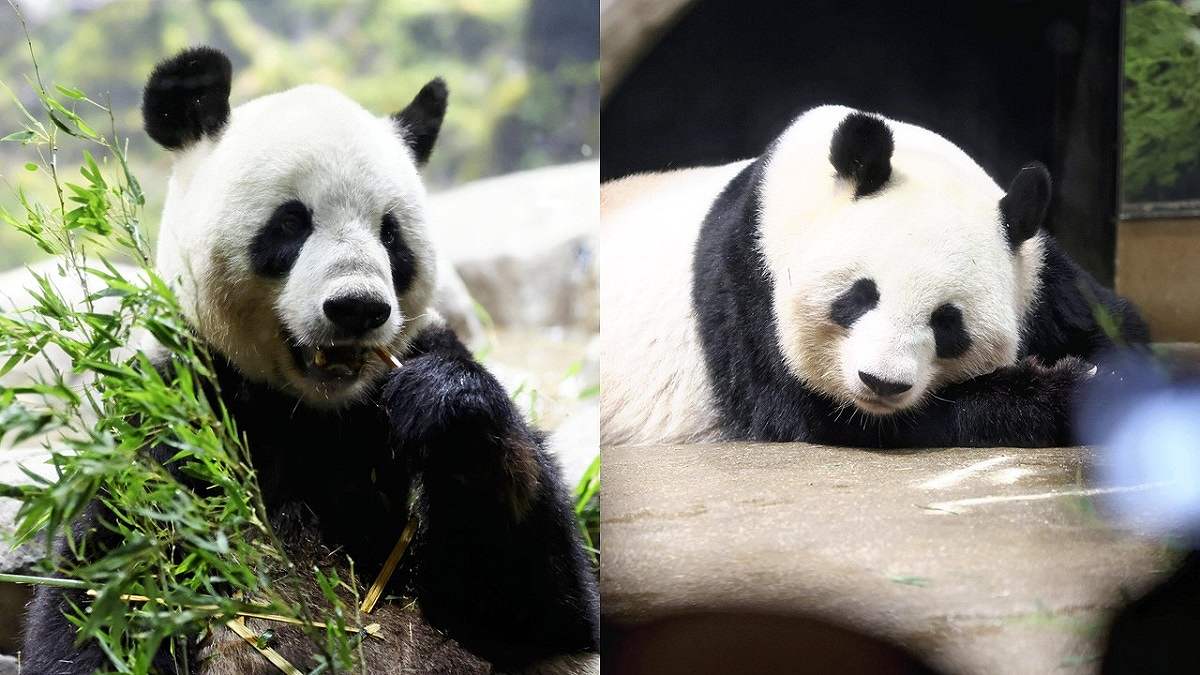 Tokyo’s Ueno Zoo Says Goodbye to Pandas Ahead of Return to China; Ri Ri ...