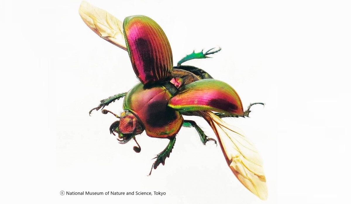 Swarms of Visitors Go Bug-Eyed Over Creepy-Crawlies in Ueno, Tokyo ...