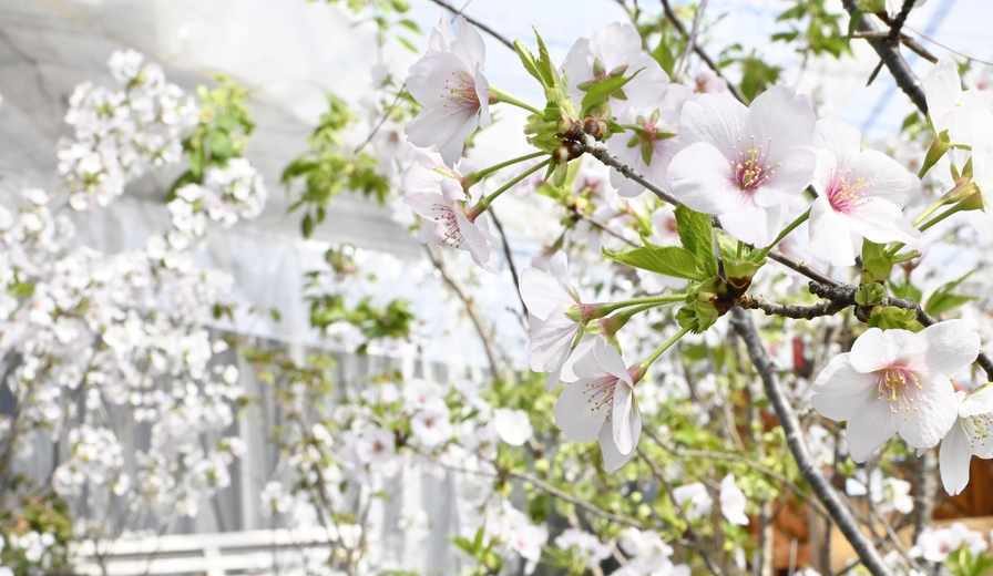 Cherry Trees Bloom in Snowy Fukushima - The Japan News