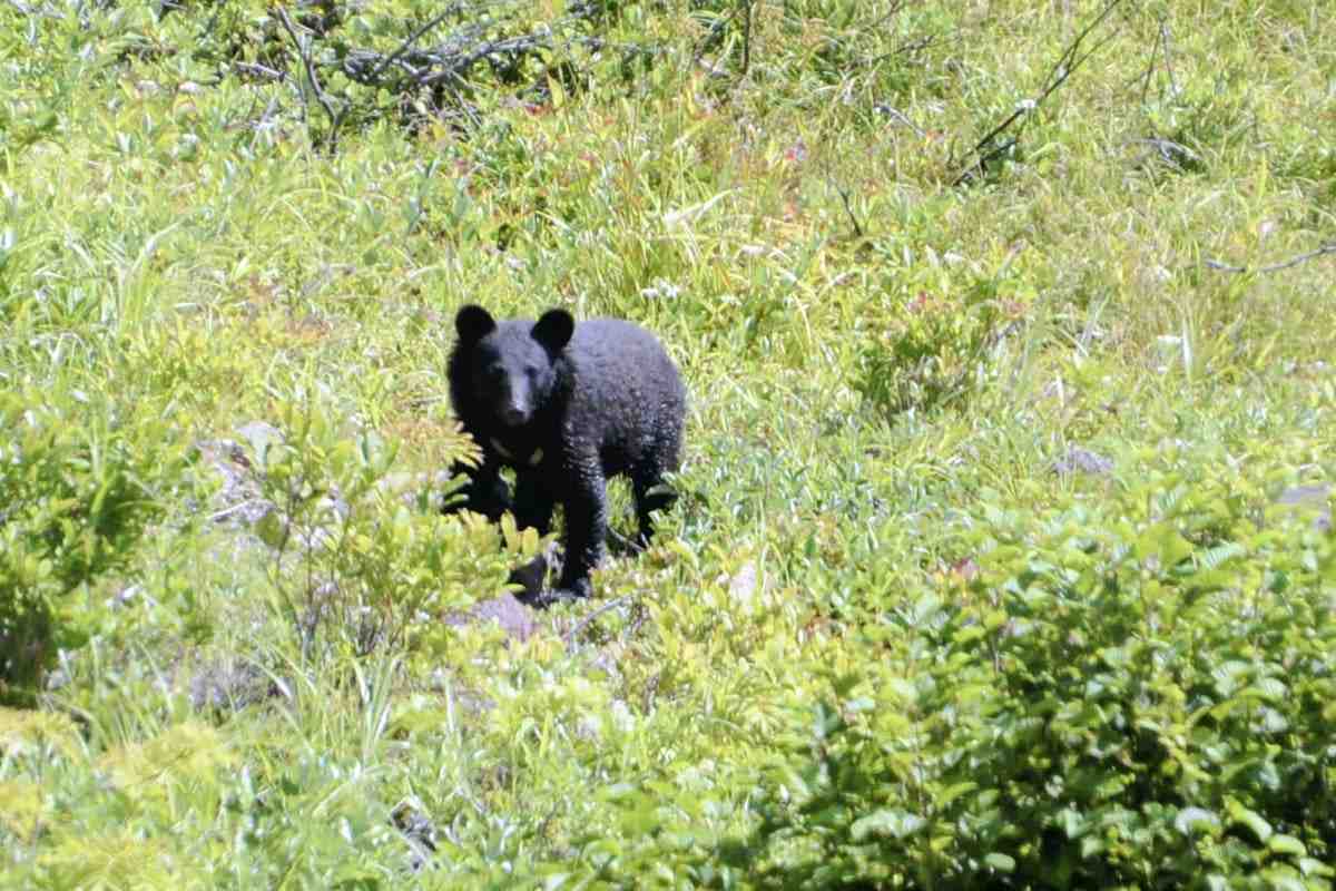 Law Takes Effect Allowing Guns for Bear Control in Residential Areas ...