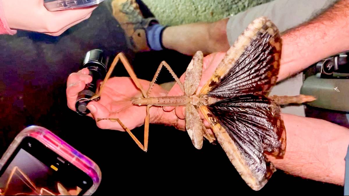 New Stick Insect Species Is Australia’s Heaviest - The Japan News