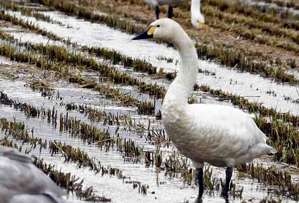 The Cleanup Crew: Swans Glean Fallen Ears of Rice in Akita Prefecture ...